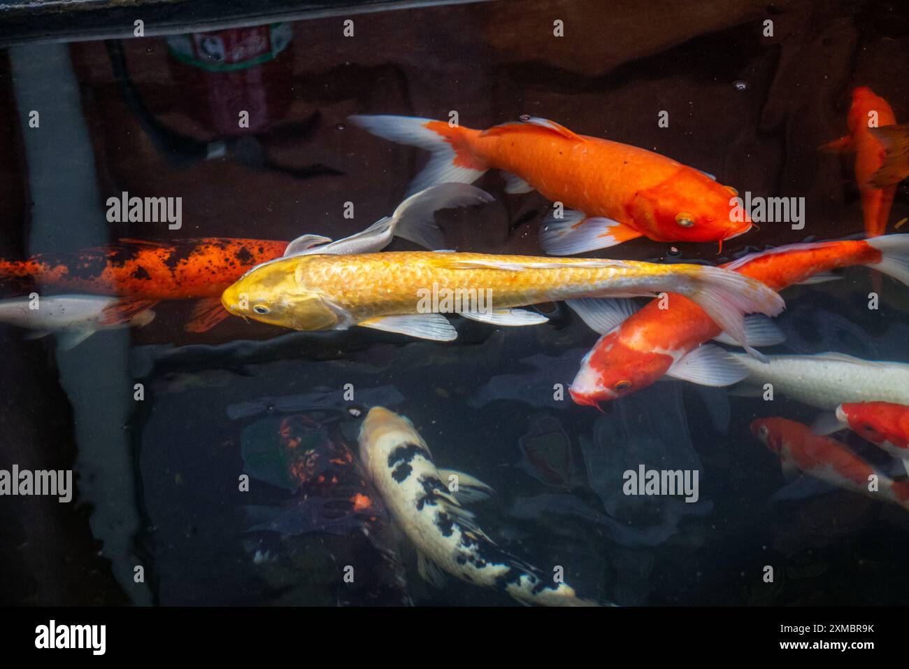 Orange white multi colored koi carp hi-res stock photography and images ...