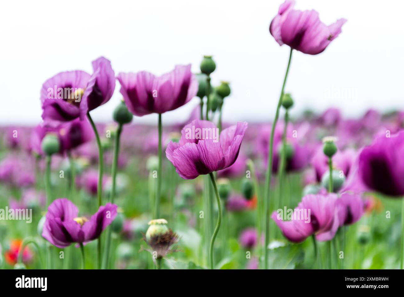 Flowering opium poppy Papaver somniferum on a field in spring. Opium poppy, Papaver somniferum ...