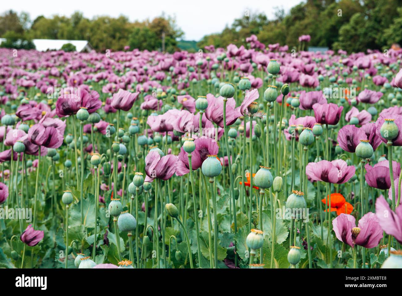 Flowering opium poppy Papaver somniferum on a field in spring. Opium poppy, Papaver somniferum ...