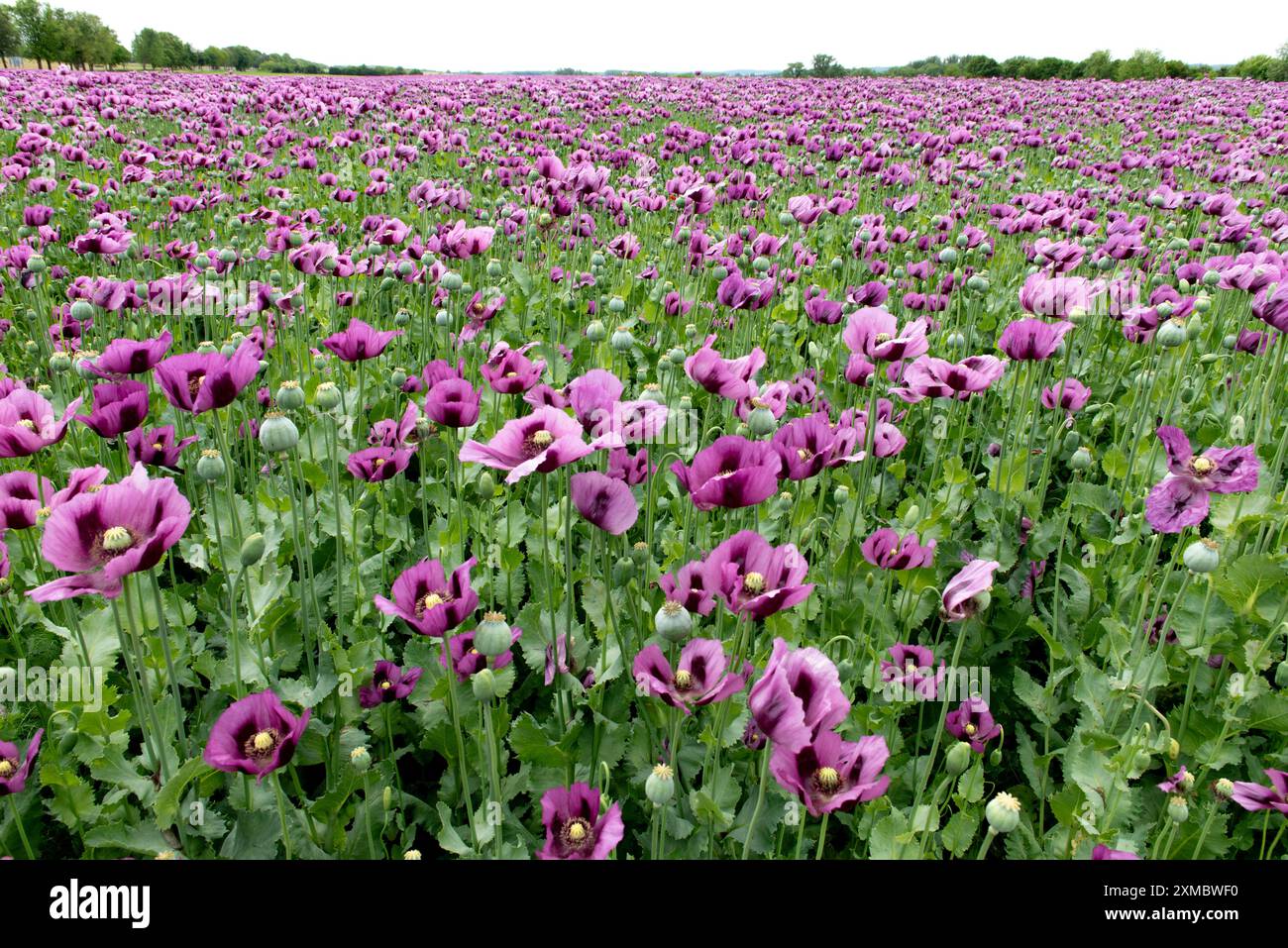 Flowering opium poppy Papaver somniferum on a field in spring. Opium poppy, Papaver somniferum ...