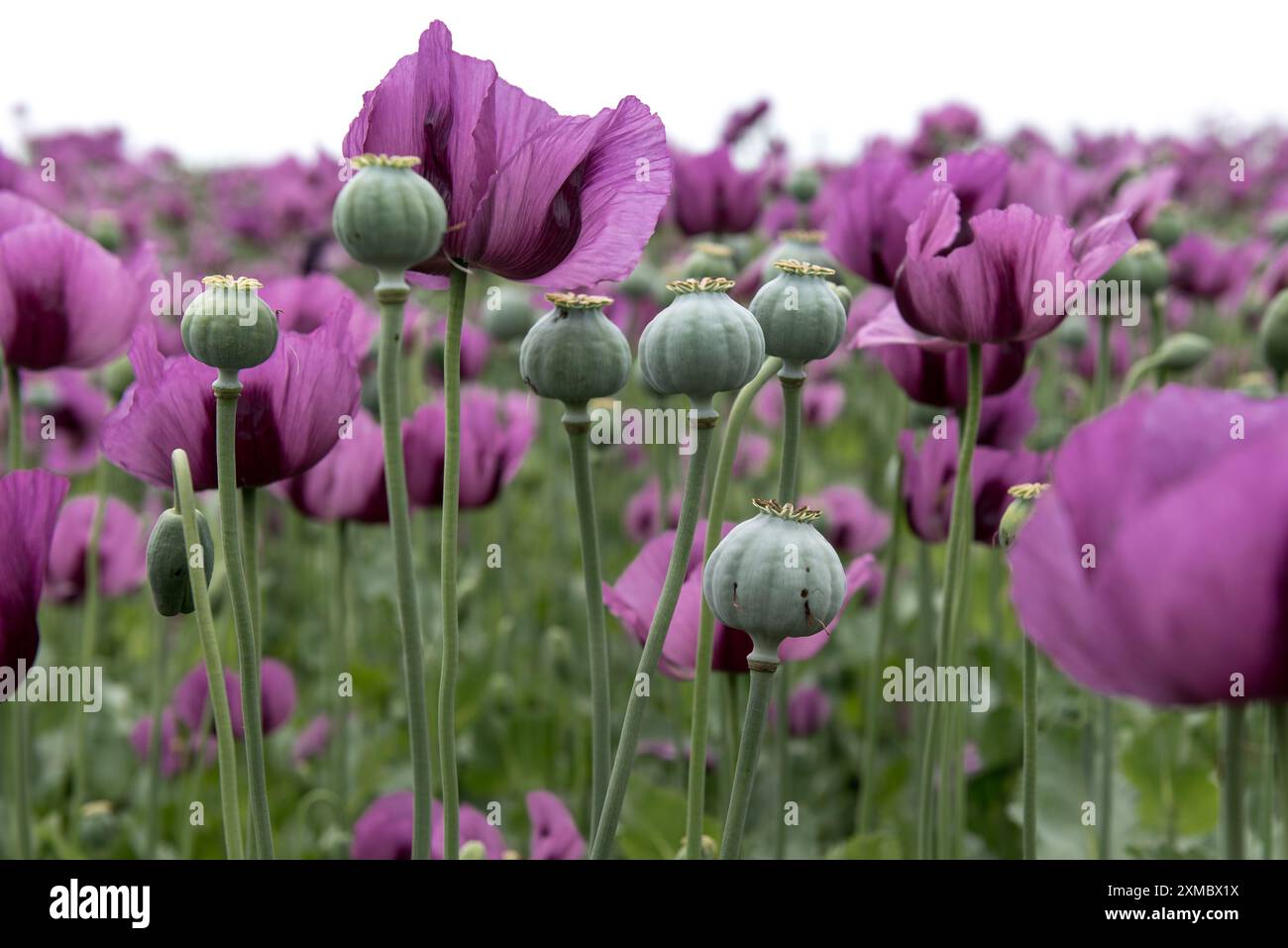 Flowering opium poppy Papaver somniferum on a field in spring. Opium poppy, Papaver somniferum ...