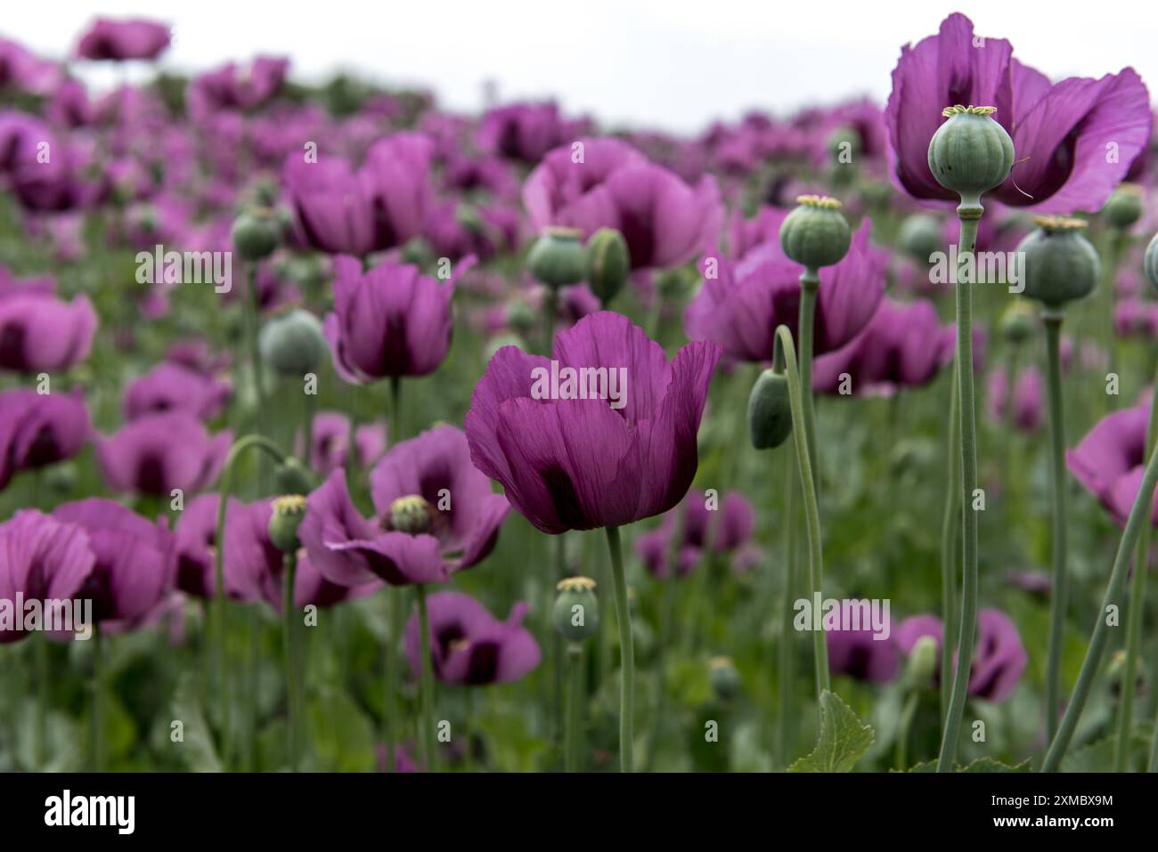 Flowering opium poppy Papaver somniferum on a field in spring. Opium ...