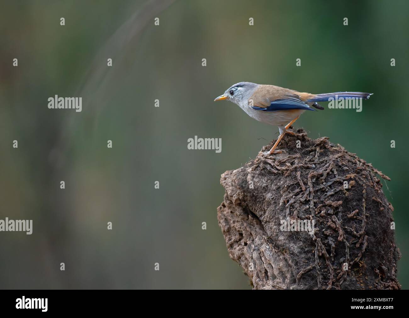 Blue winged mila hi-res stock photography and images - Alamy