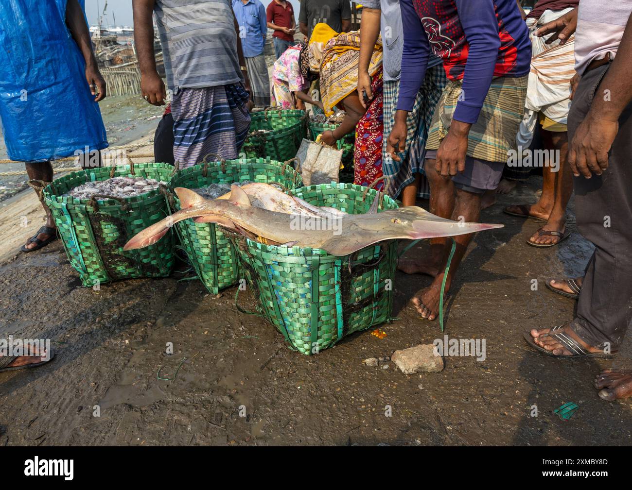 Shark ray at fish market, Chittagong Division, Chittagong, Bangladesh ...