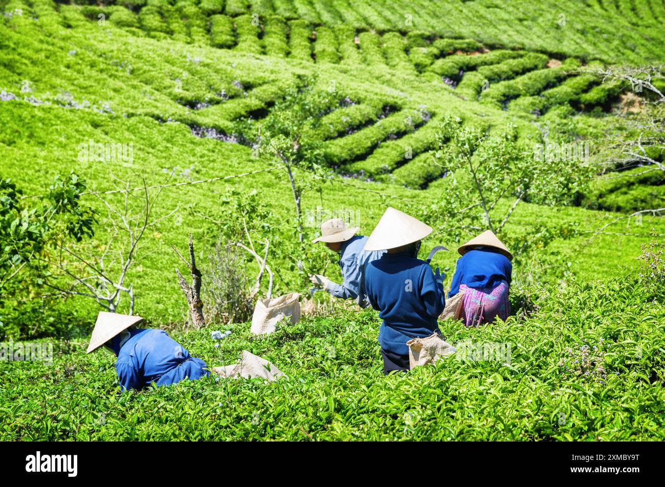 Tea pickers collecting fresh green tea leaves on plantation Stock Photo ...