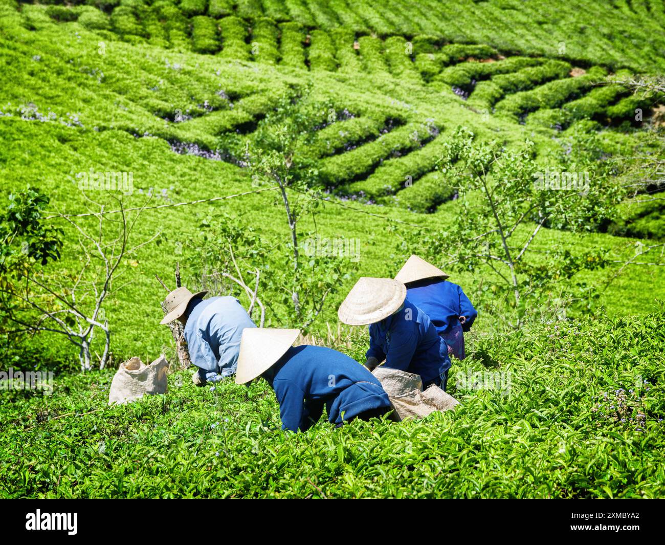 Tea pickers in traditional hats collecting green tea leaves Stock Photo ...
