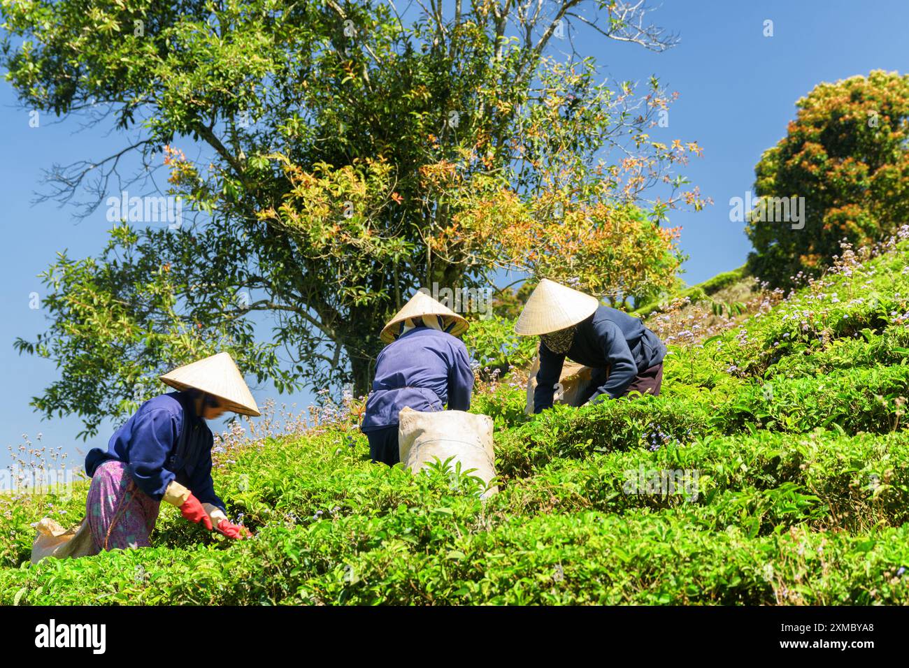 Workers in traditional hats picking fresh tea leaves Stock Photo - Alamy