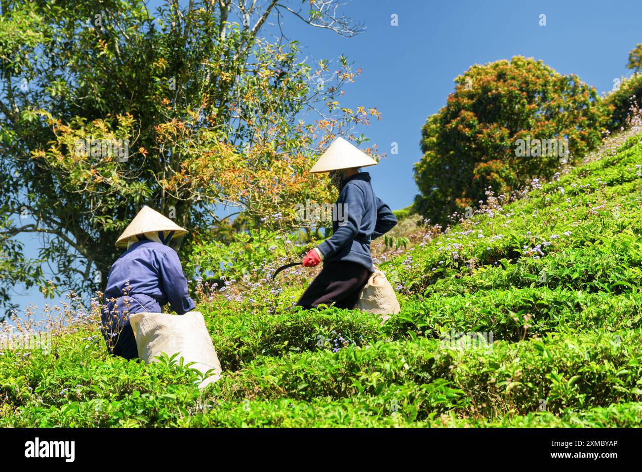 Fresh tea garden picking tea hi-res stock photography and images - Alamy