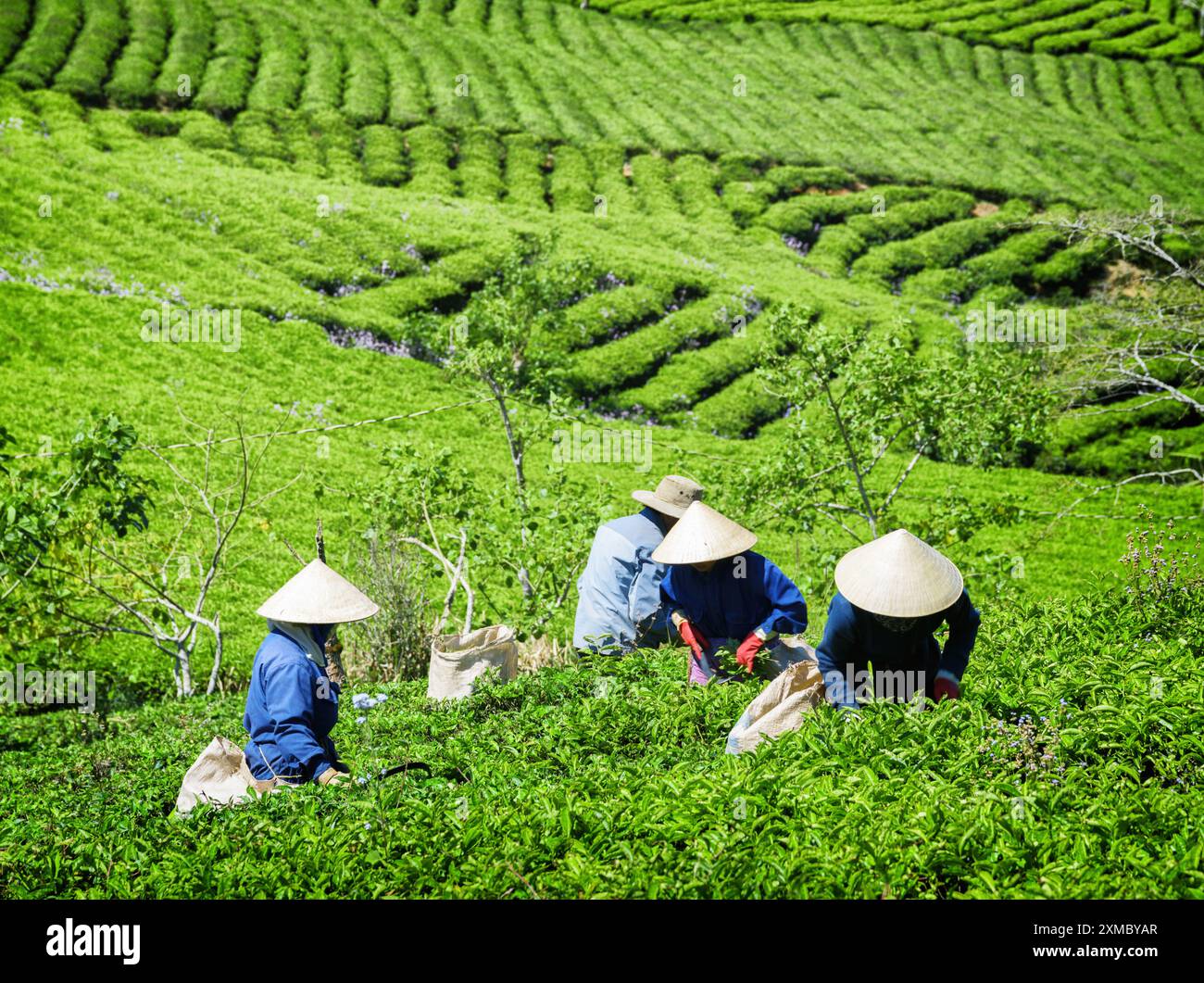 Women workers collecting tea leaves hi-res stock photography and images ...