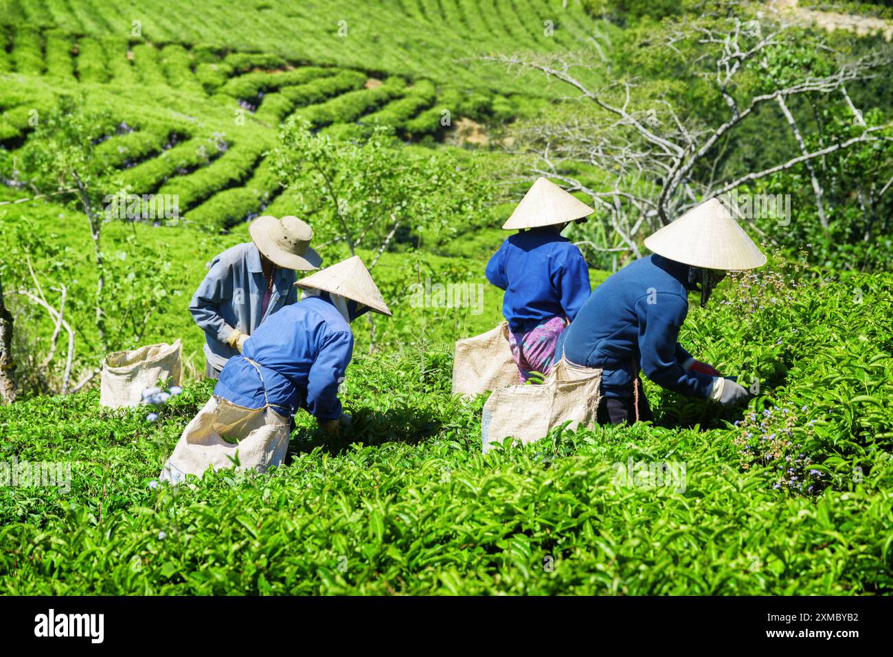 Tea pickers in traditional hats collecting tea leaves Stock Photo - Alamy