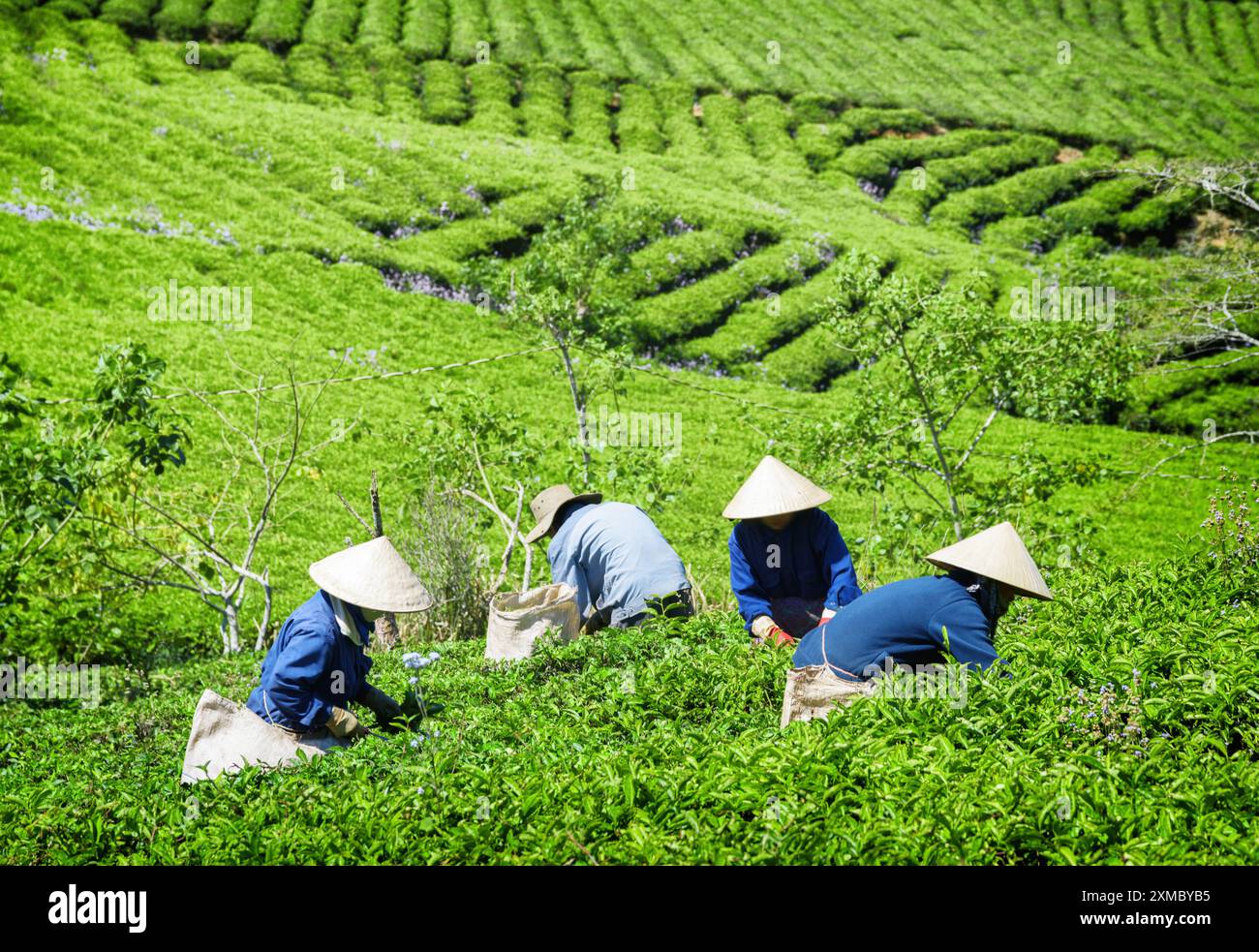 Tea pickers in traditional hats collecting upper tea leaves Stock Photo ...