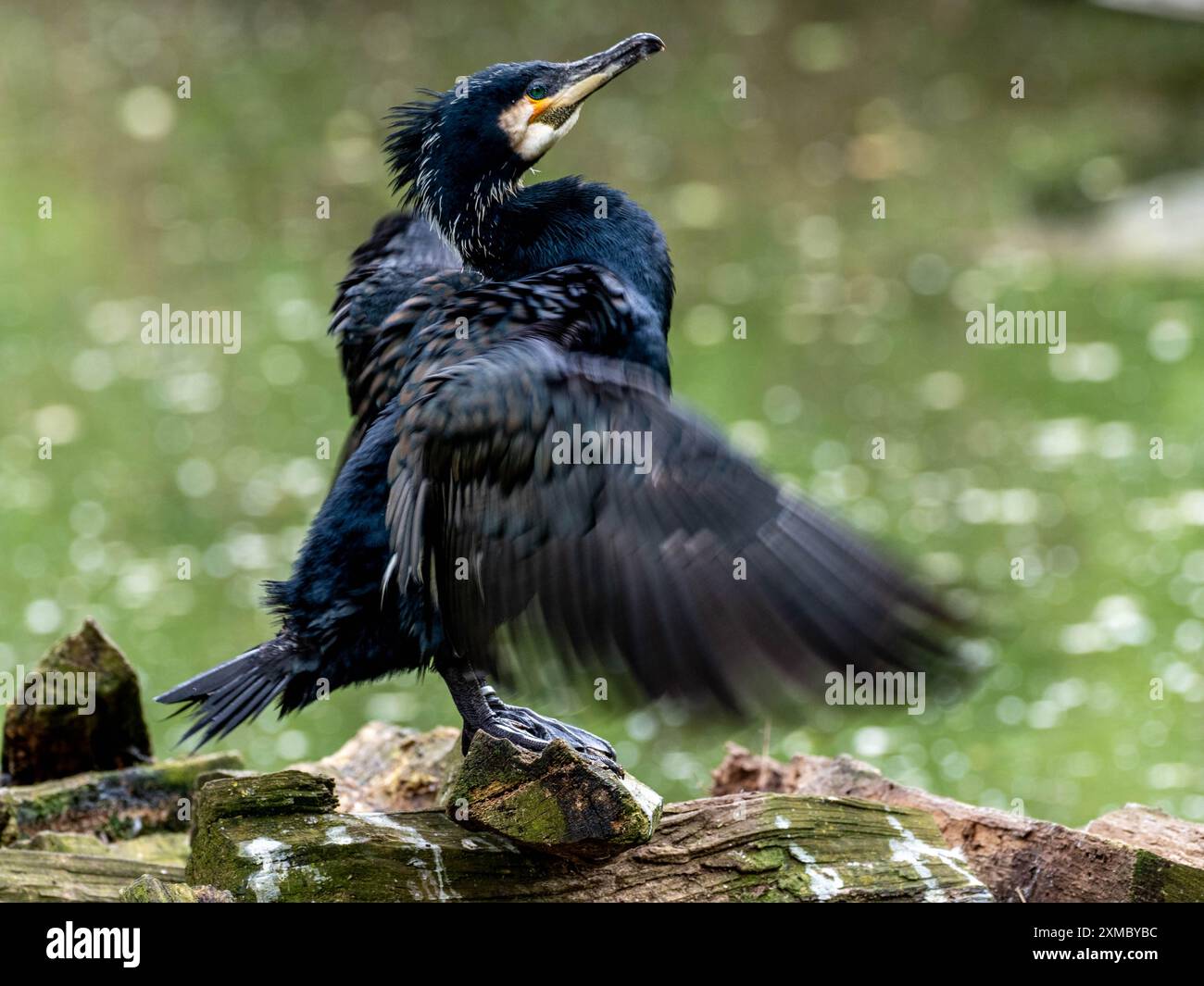 Bird drying wings hi-res stock photography and images - Alamy