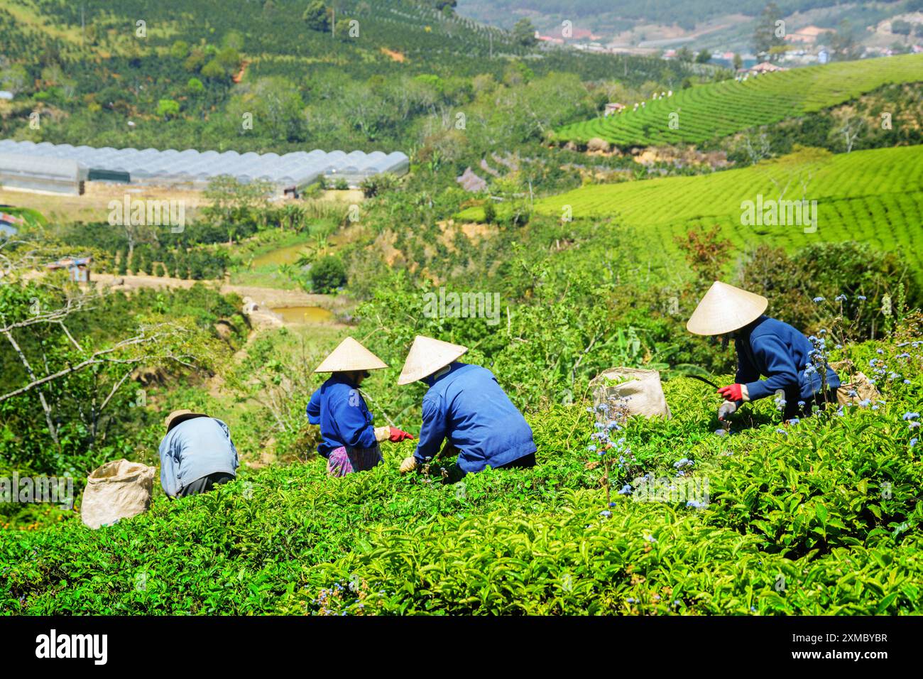 Workers in traditional hats picking upper tea leaves Stock Photo - Alamy