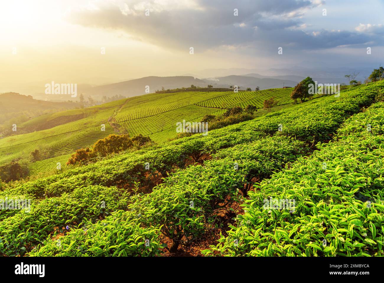 Young tea plantation hi-res stock photography and images - Alamy