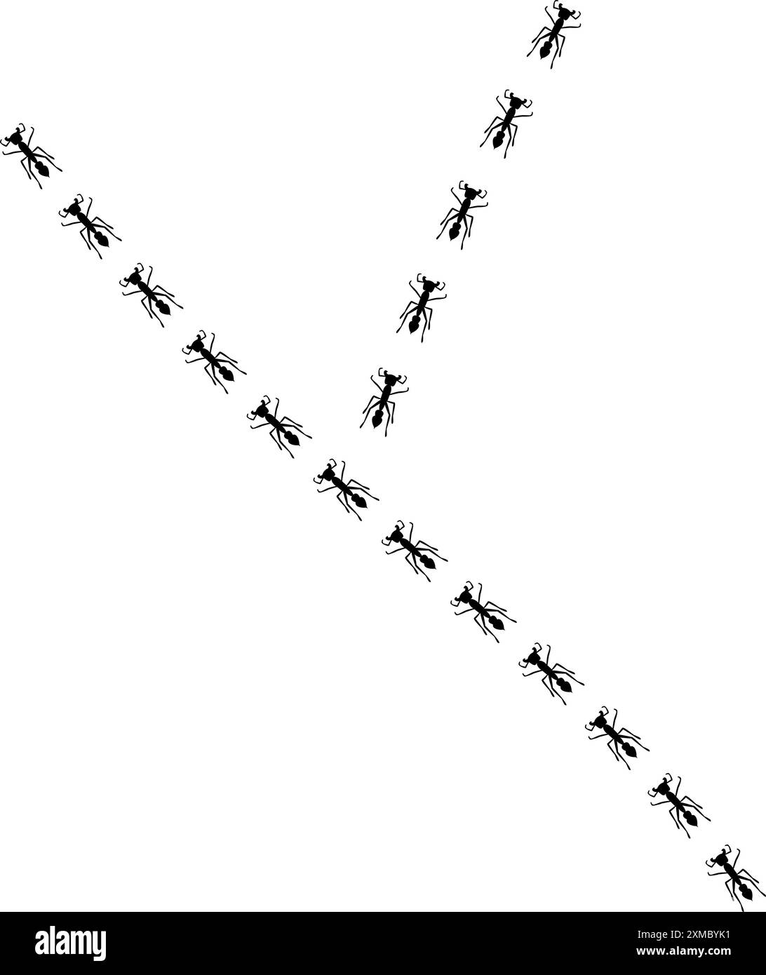 Ant trail illustration. Insect path two rows unite in one. Stock vector illustration isolated on ...