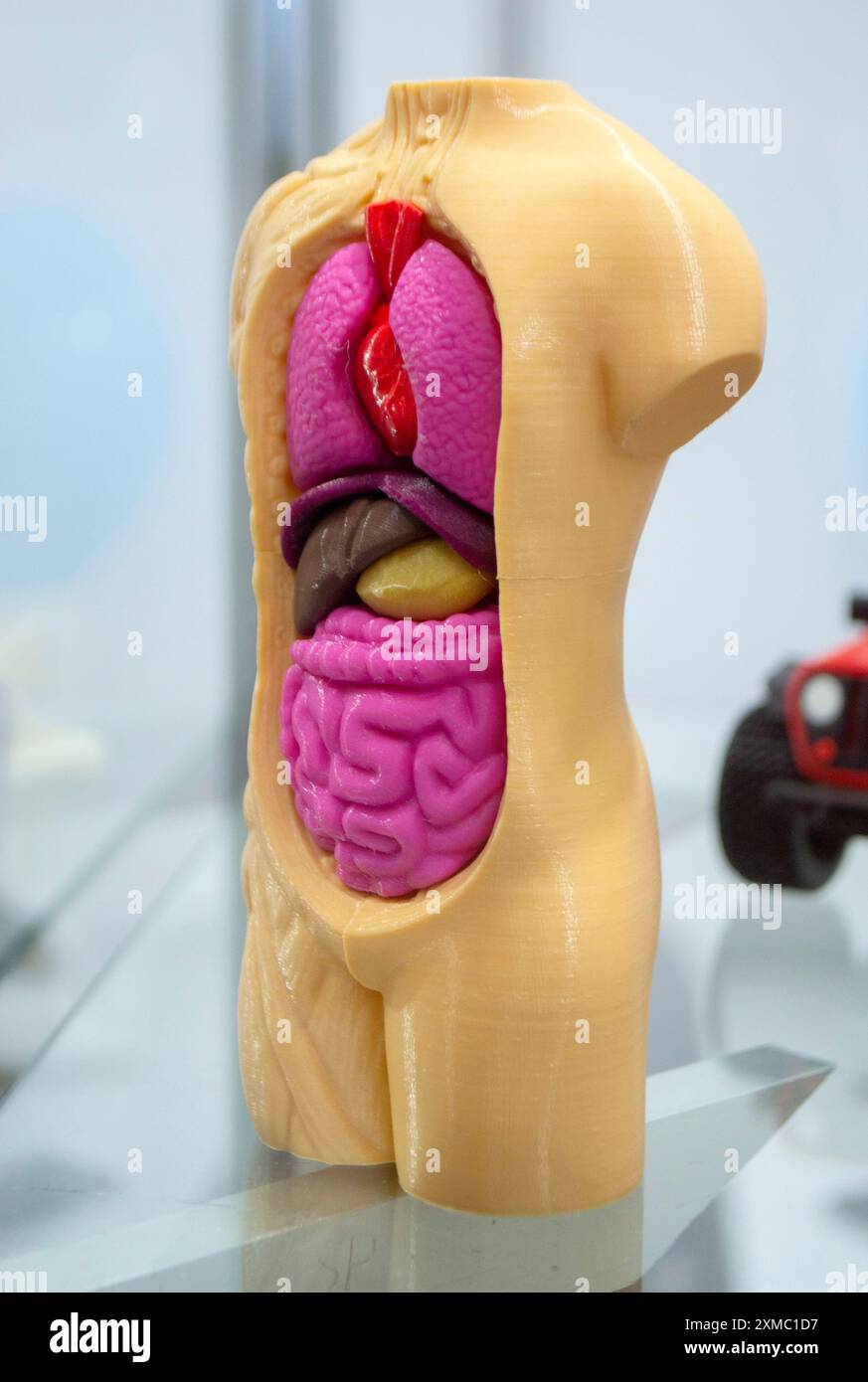Model of human body with internal organs printed on 3D printer. Object ...