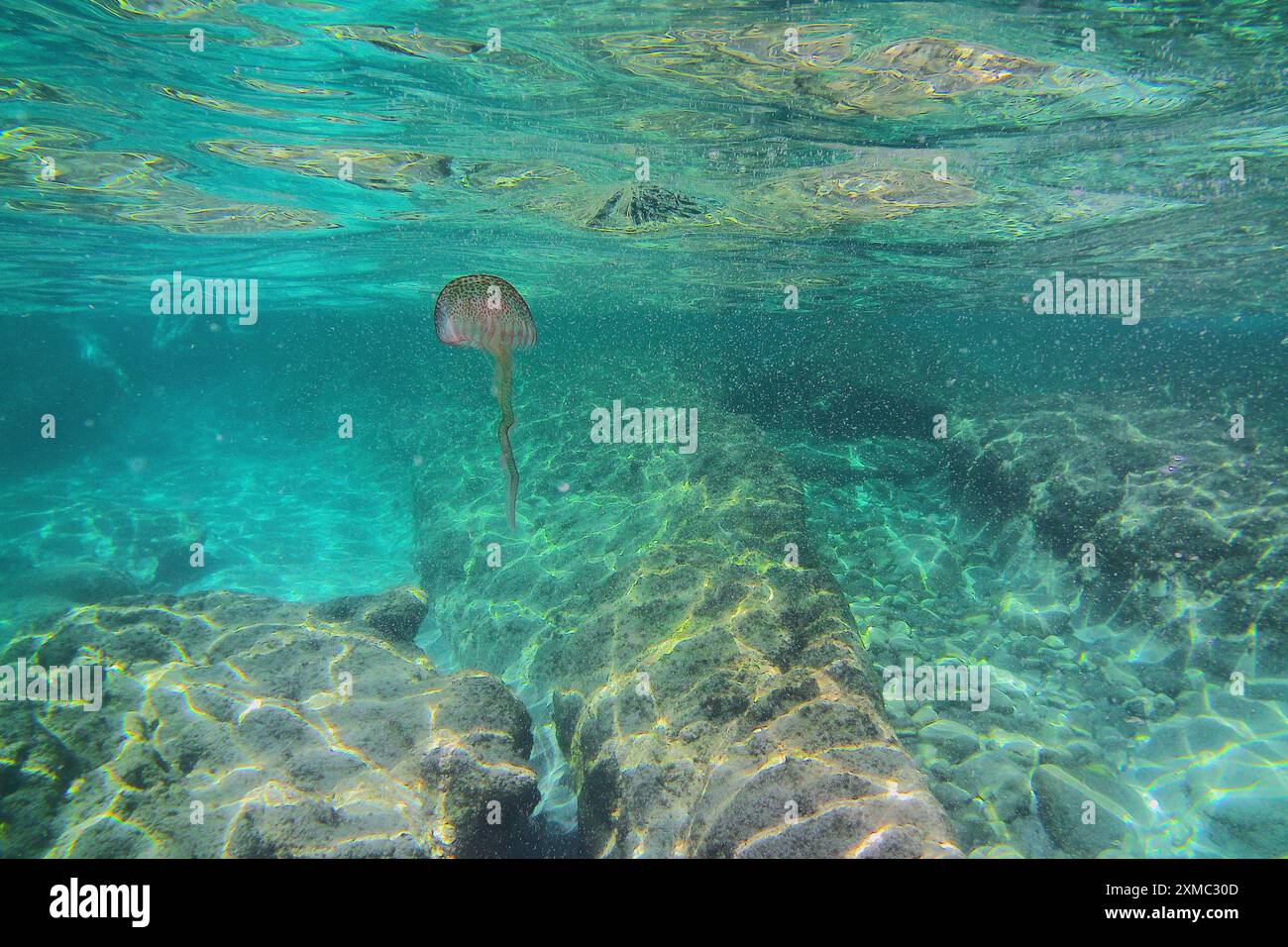 Pelagia noctiluca, also known as the mauve stinger jellyfish in Palma ...