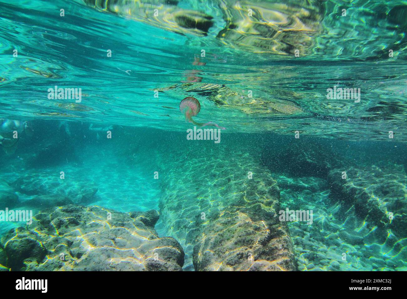 Pelagia noctiluca, also known as the mauve stinger jellyfish in Palma ...