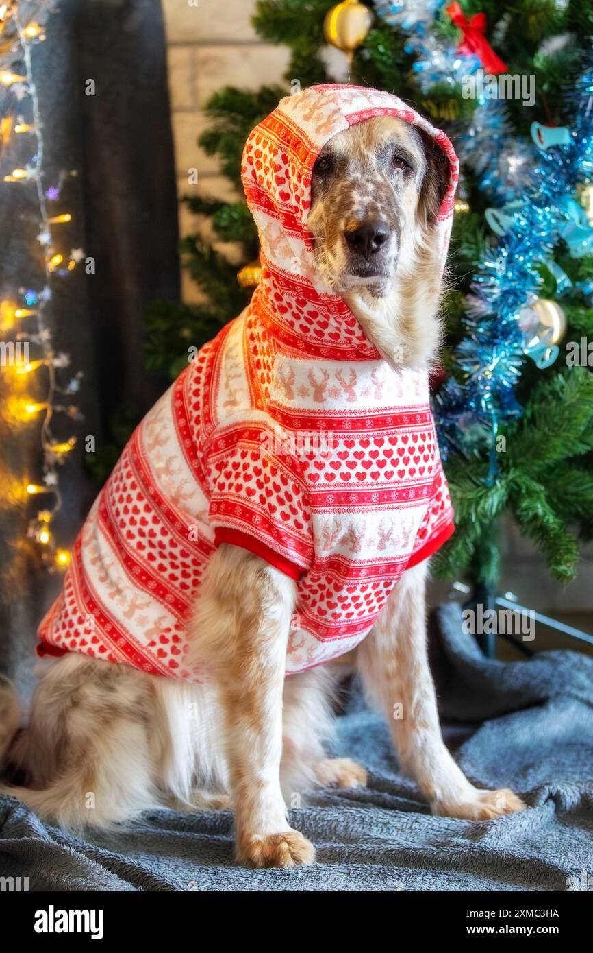 Big furry dog wearing red and white suit sitting near Christmas tree at ...