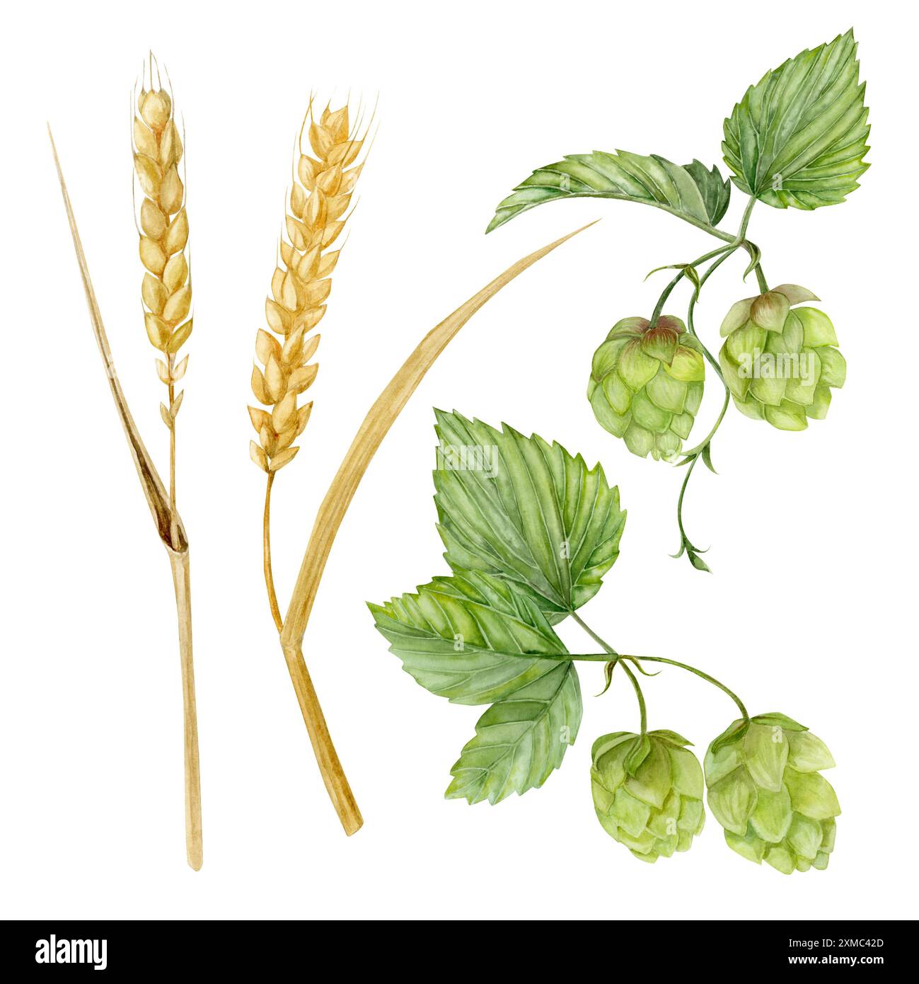 Hop botanical illustration hi-res stock photography and images - Alamy