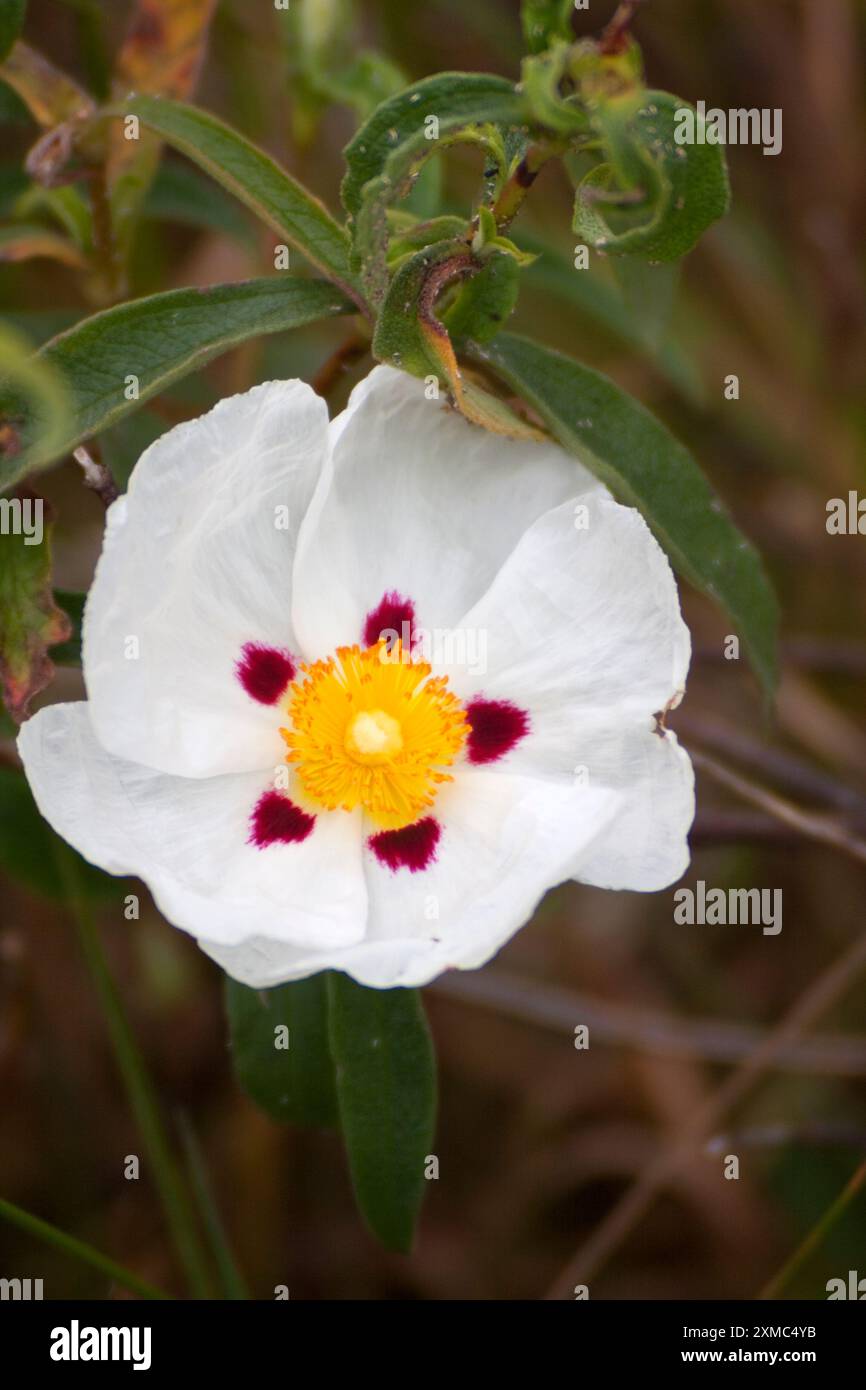 Sun Rose Cistus x dansereaui 'Decumbens' Stock Photo - Alamy