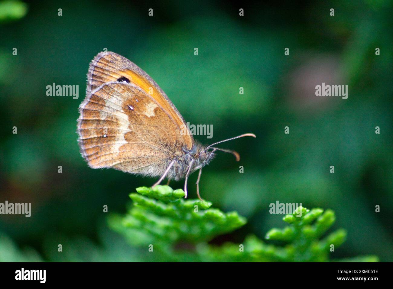 Ringlet (aphantopus hyperantus) Butterfly Stock Photo - Alamy