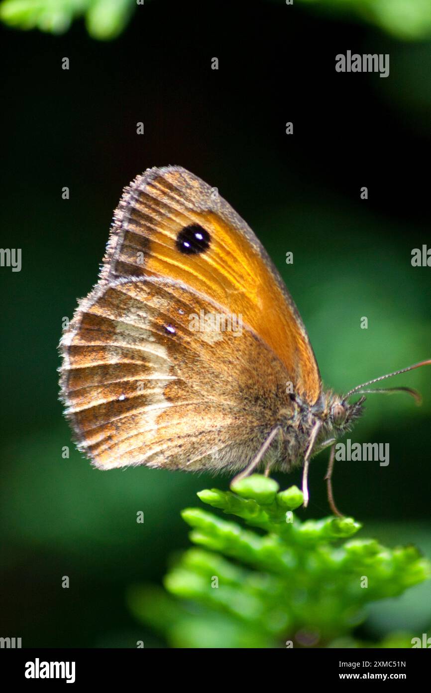 Ringlet (aphantopus hyperantus) Butterfly in Garden Chard Somerset ...