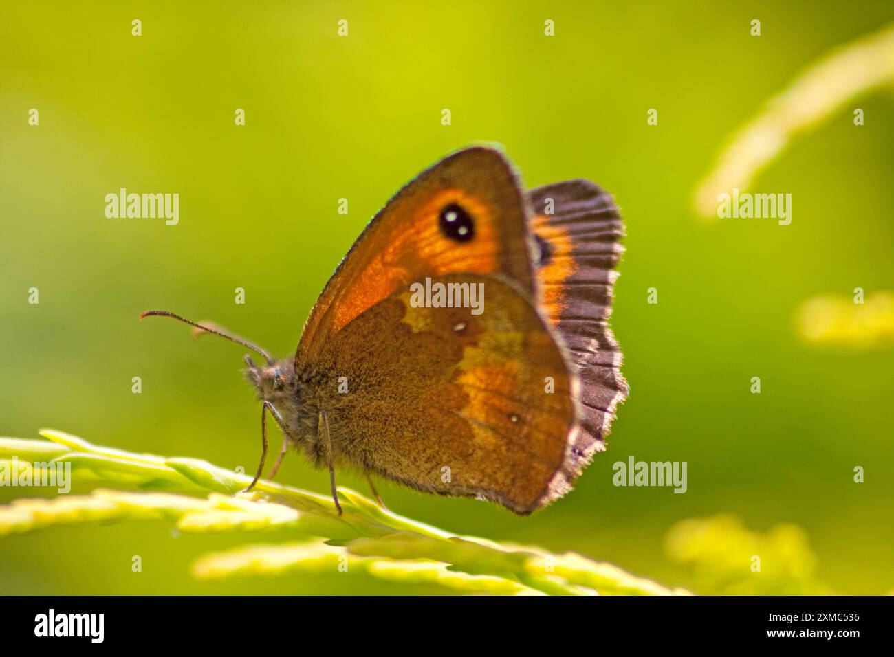 Ringlet (aphantopus hyperantus) Butterfly Stock Photo - Alamy