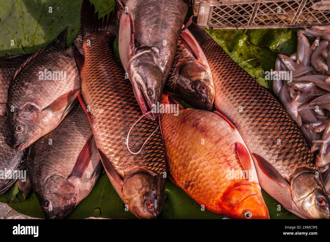 colorful fresh fish for sale at an open air market stall. The Russian ...