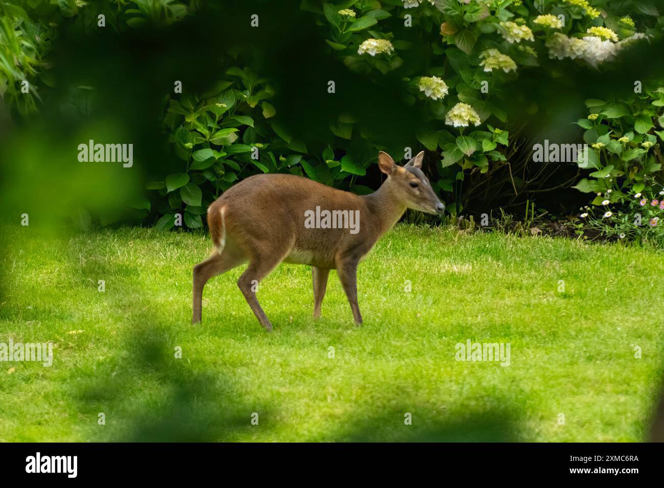 Muntjac Deer, Muntiacus reevesi, Leighton Buzzard, Bedfordshire ...