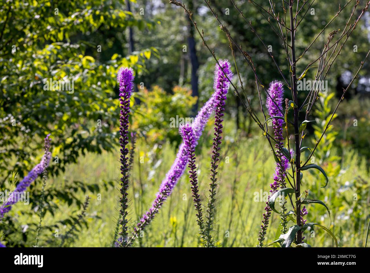 The dense blazing star (Liatris spicata) or prairie feather. Herbaceous ...