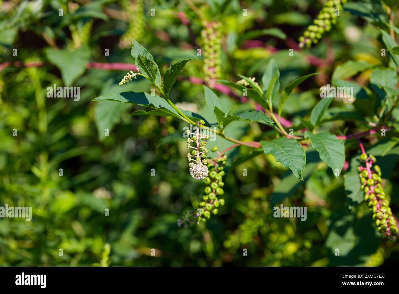American pokeweed (Phytolacca americana) also known as pokeweed, poke ...