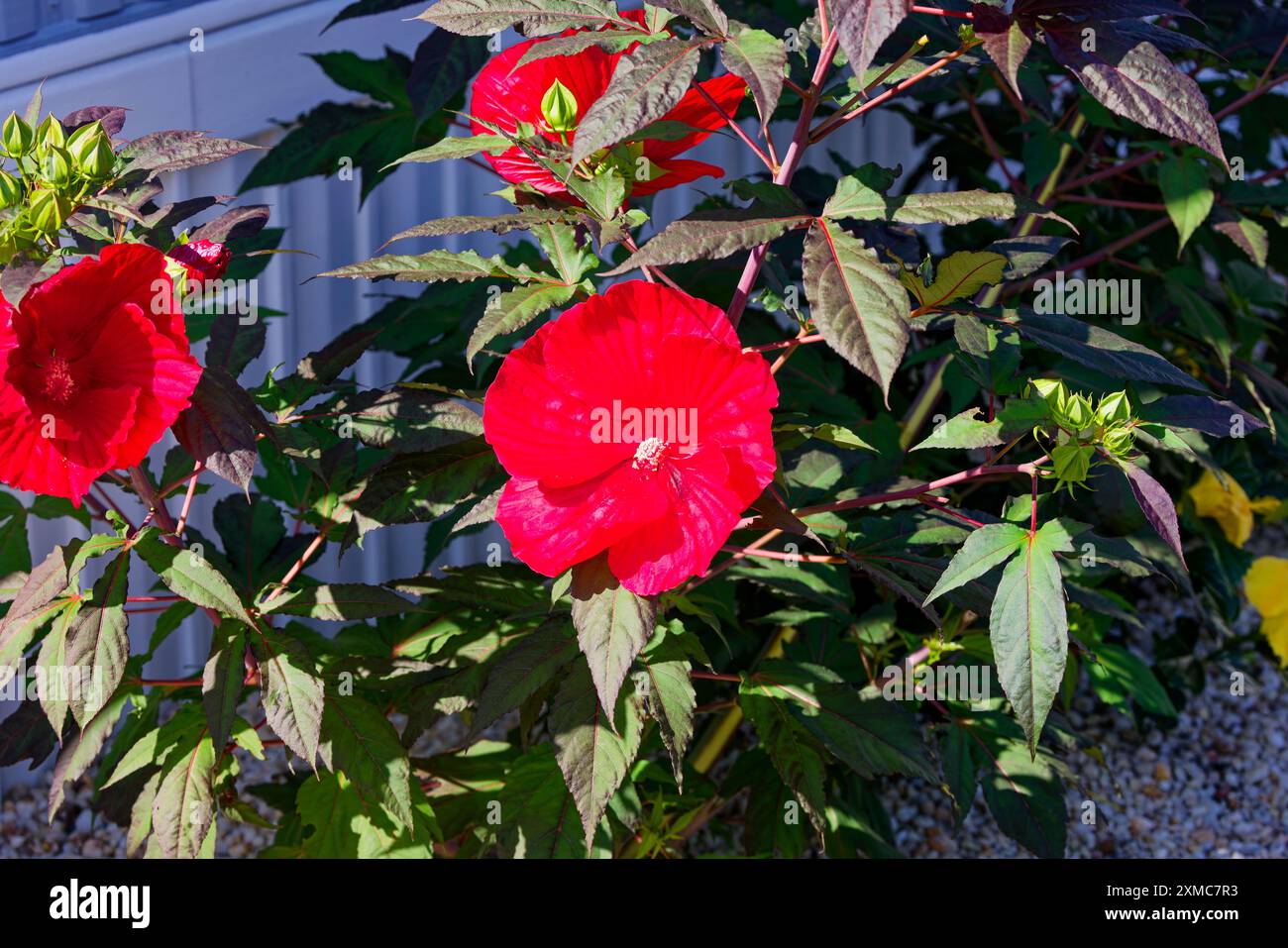Giant hibiscus called “dinner plate Hibiscus”, a name coined for its ...