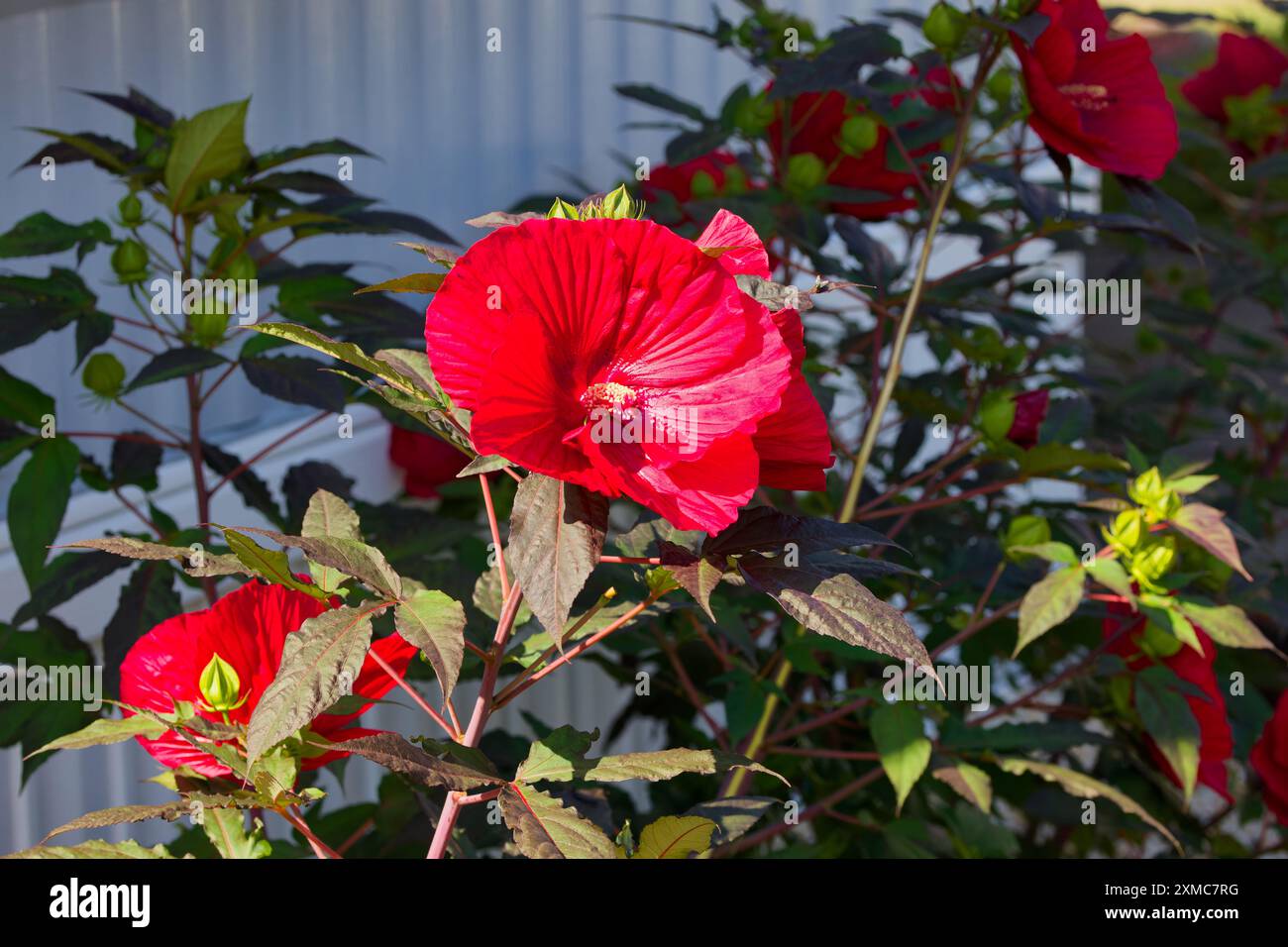 Giant hibiscus called “dinner plate Hibiscus”, a name coined for its ...