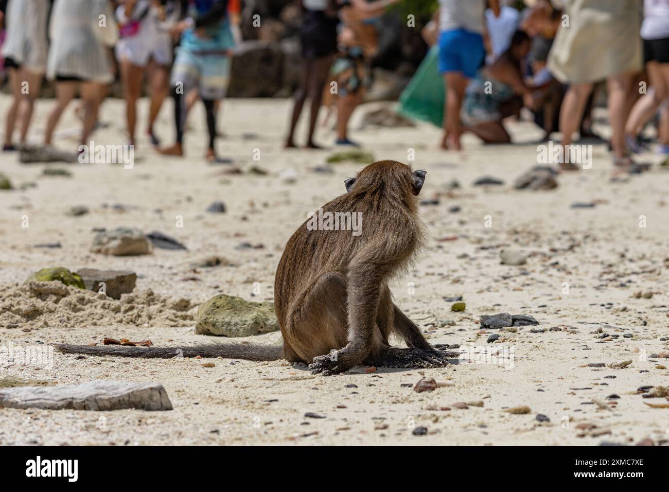 Monkey beach phi phi thailand hi-res stock photography and images - Alamy