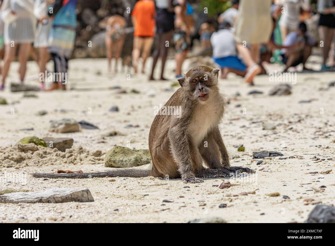Monkey beach hi-res stock photography and images - Alamy