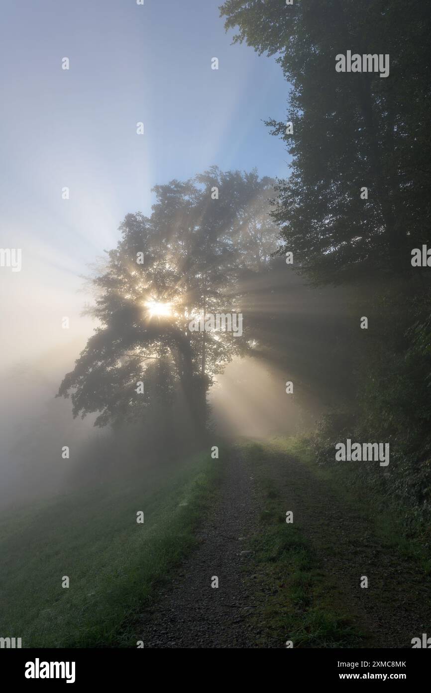 Sun light beams through tree hi-res stock photography and images - Alamy