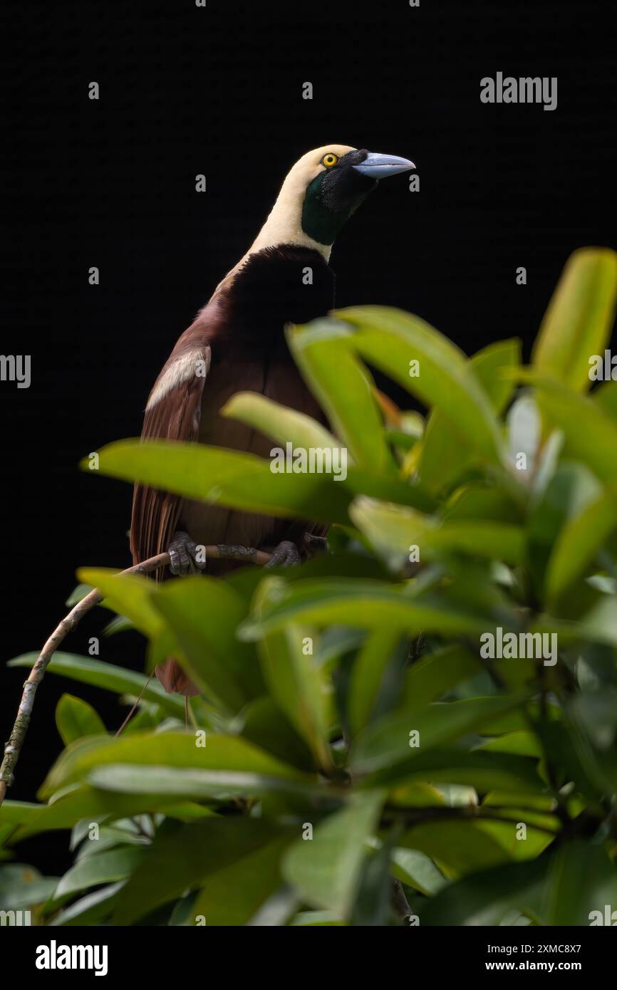 Raggiana Bird-of-paradise - Paradisaea raggiana, beautiful iconic ...