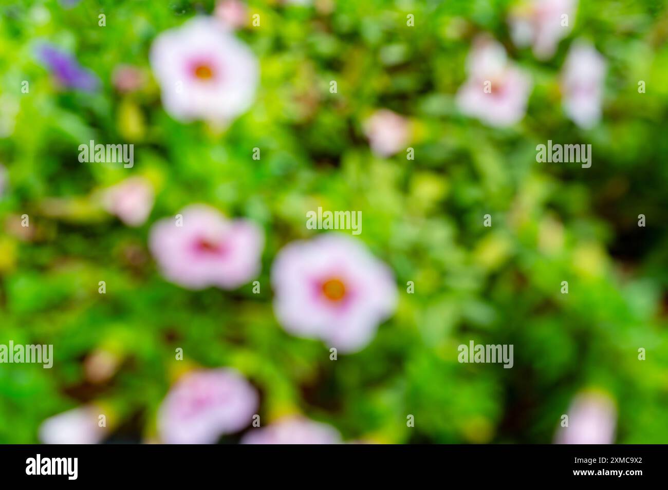 National Flower Day, International Flower Day, International Colour Day ...