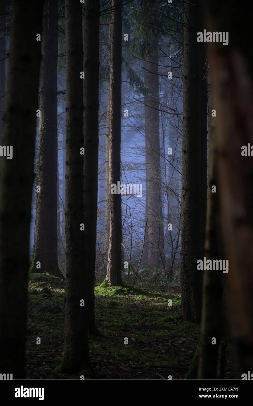 Blue mist shrouds a fir forest at dawn, with vibrant green moss ...