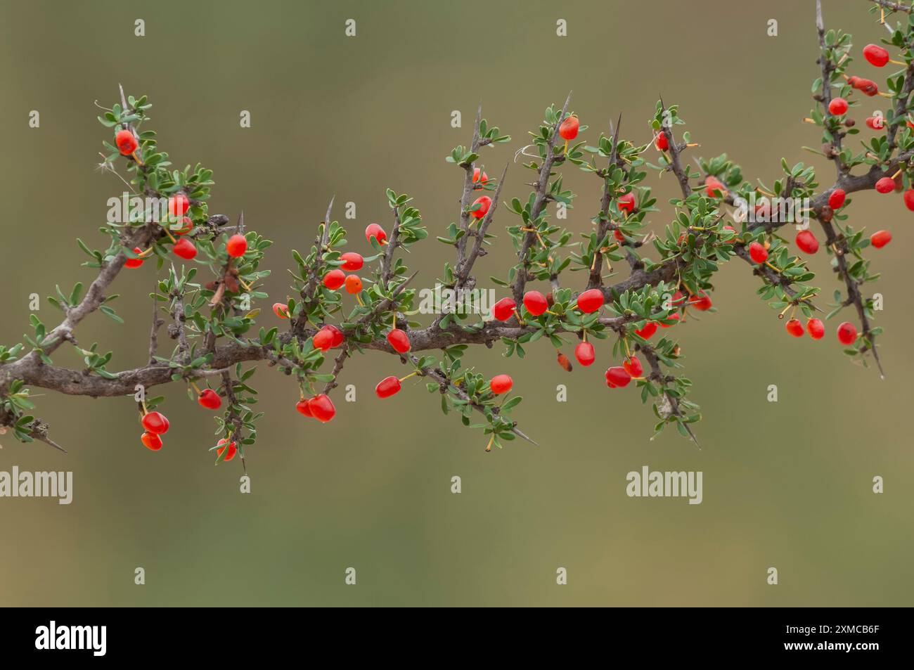 Piquillin, endemic wild fruits in the Pampas forest, Patagonia ...