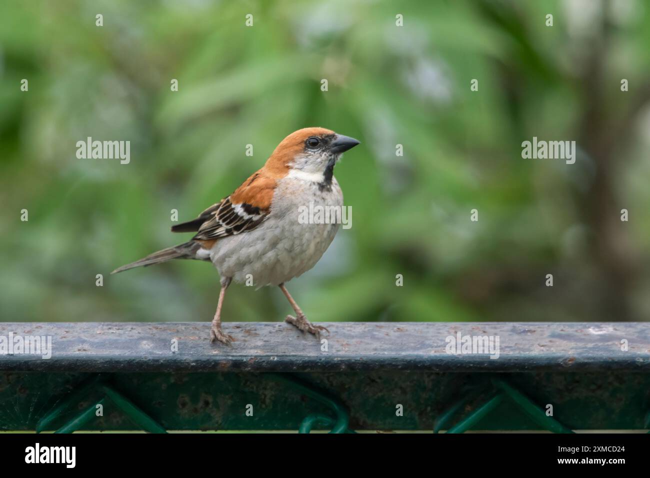Russet sparrow passer cinnamomeus called hi-res stock photography and ...