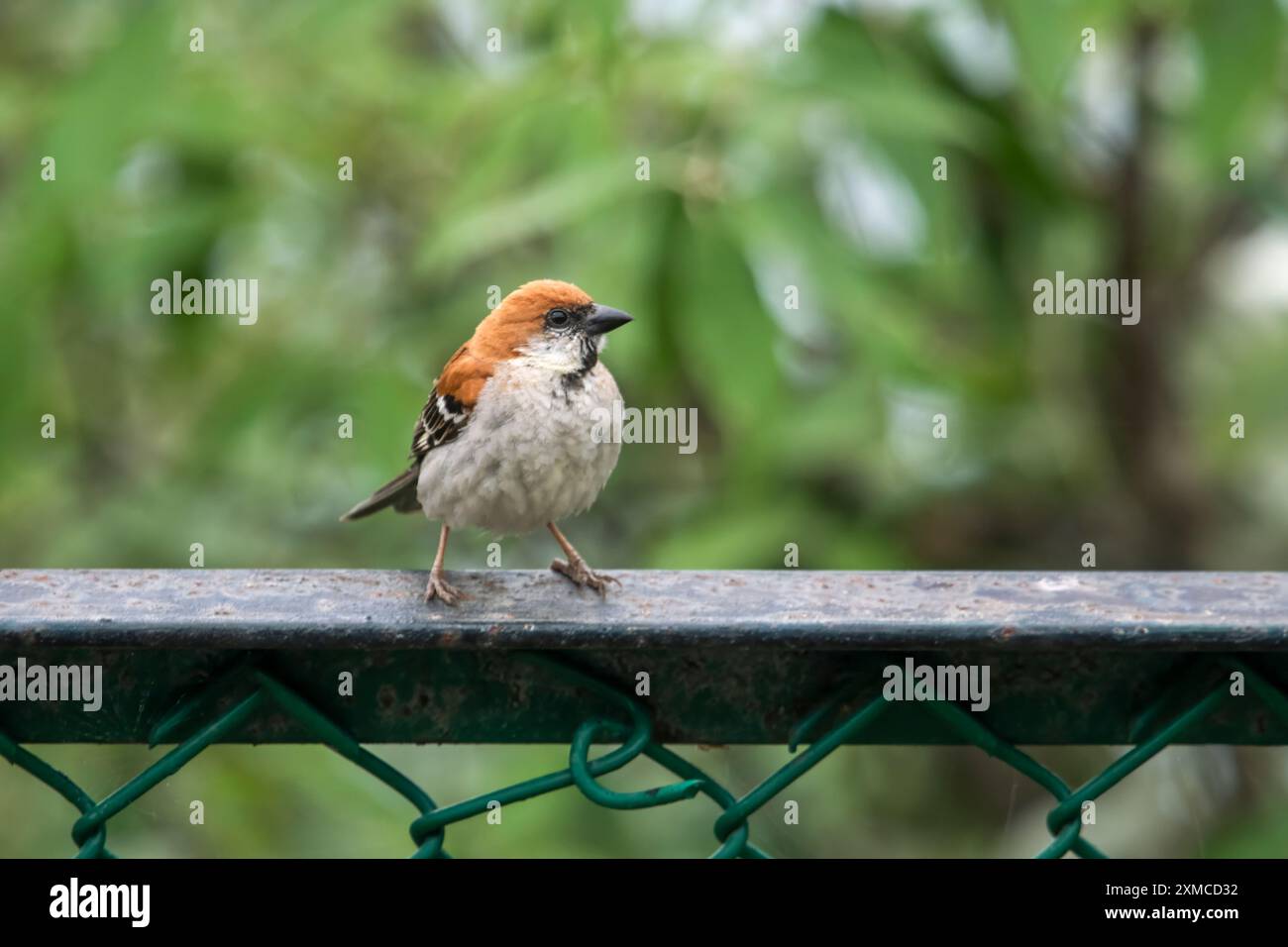 Passer cinnamomeus hi-res stock photography and images - Alamy