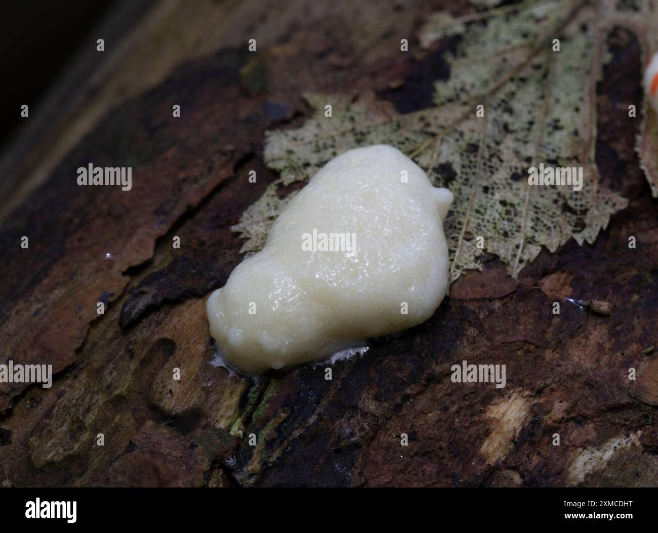 Slime Mould - (False Puffball) - Enteridium lycoperdon on fallen branch ...