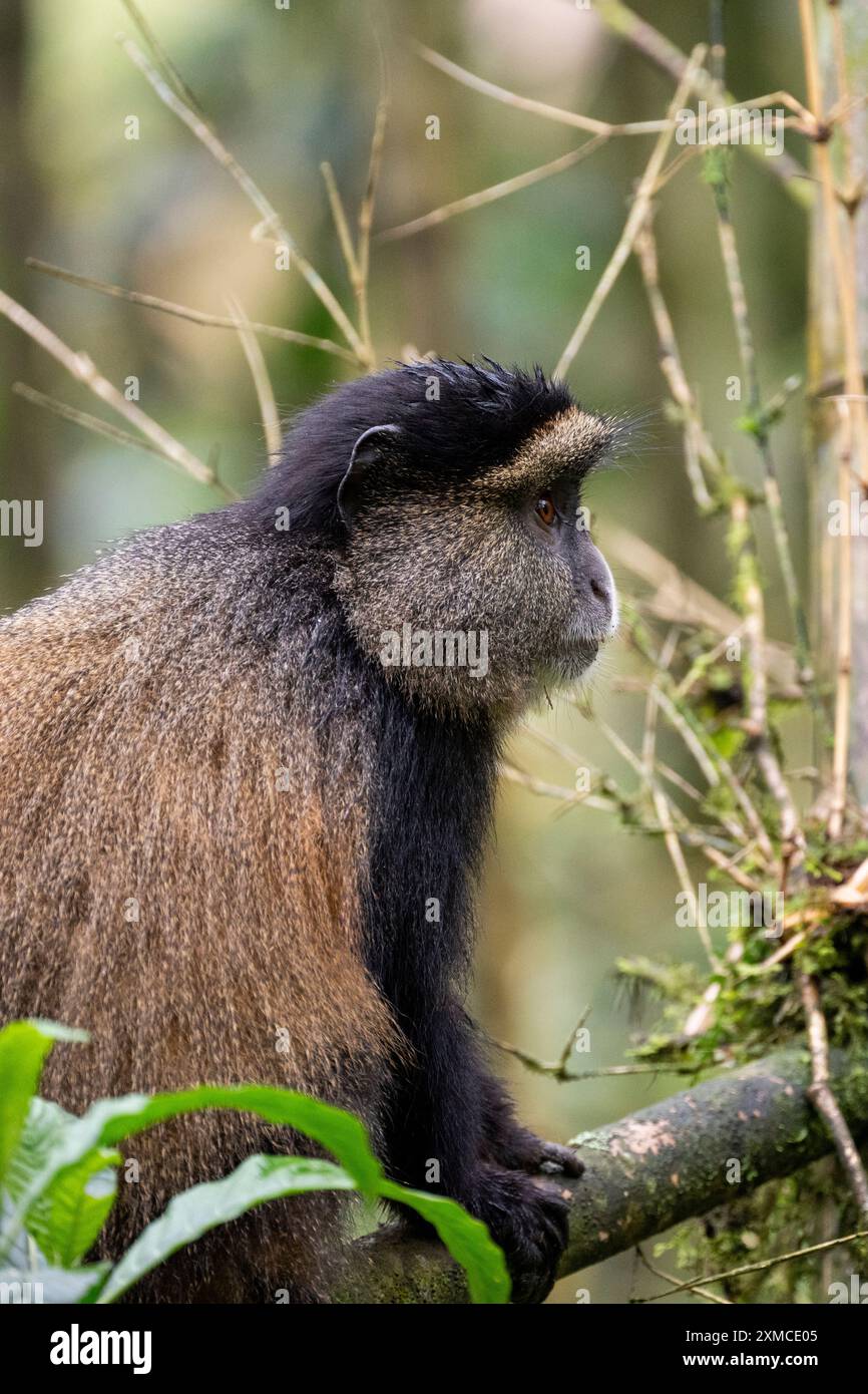 Rwanda, Volcanoes National Park. Golden Monkey (Cercopithecus kandti ...