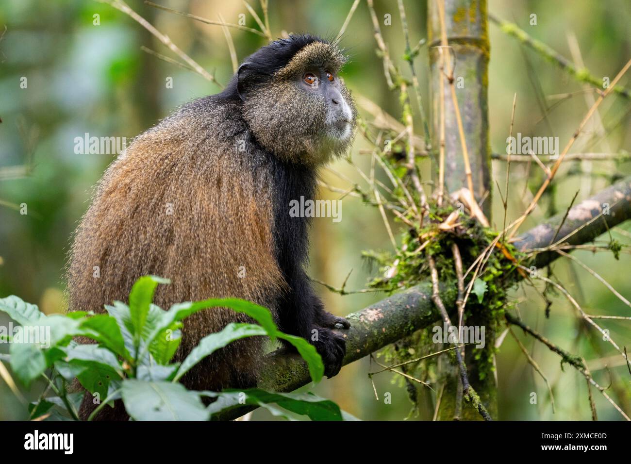 Rwanda, Volcanoes National Park. Golden Monkey (Cercopithecus kandti ...