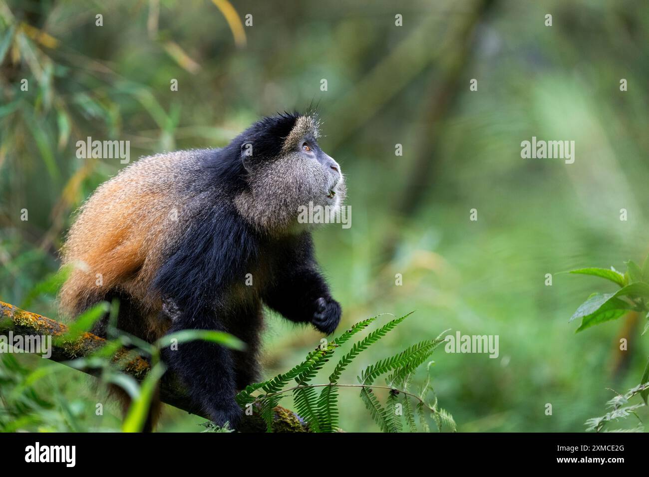 Rwanda, Volcanoes National Park. Golden Monkey (Cercopithecus kandti ...