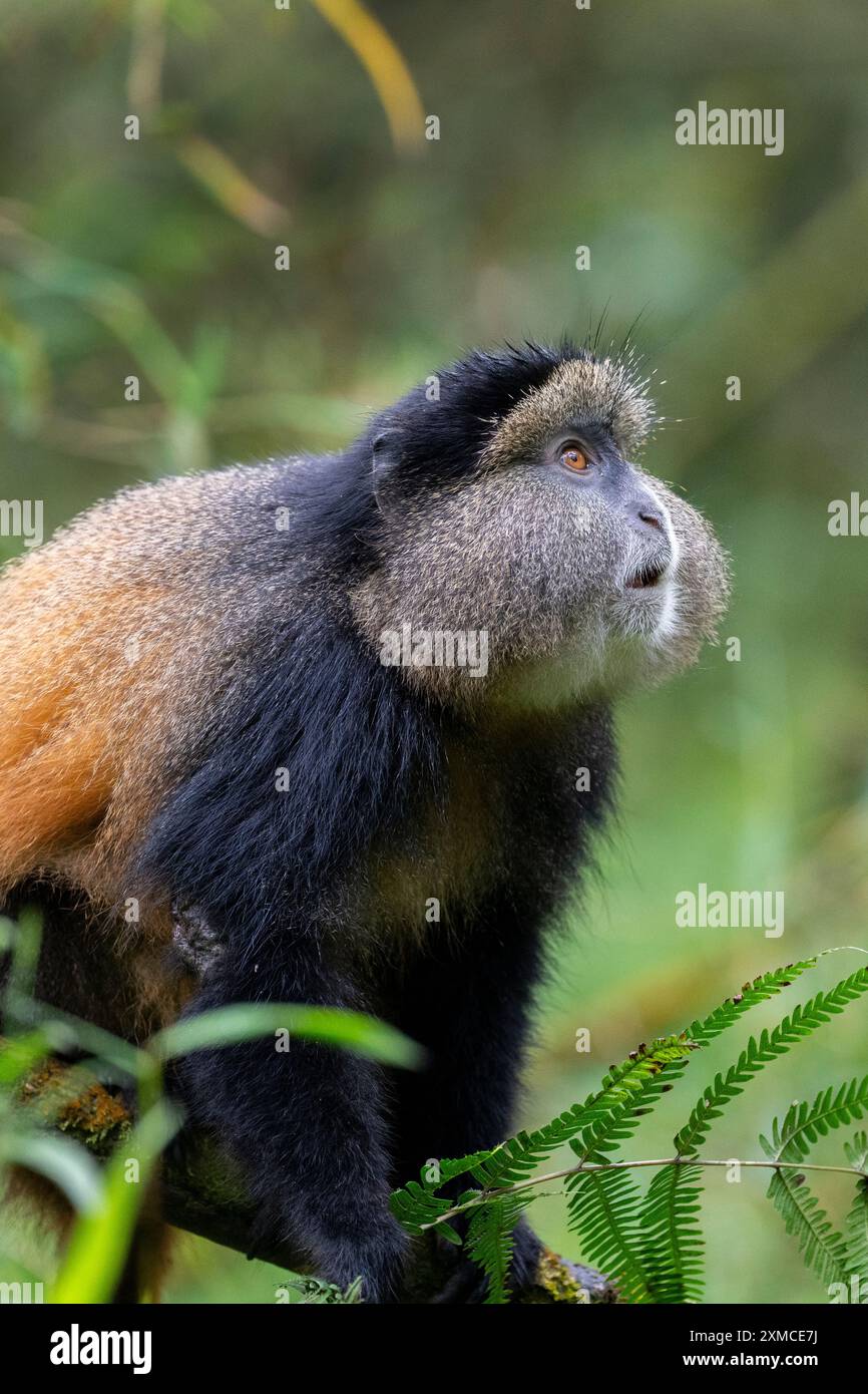 Rwanda, Volcanoes National Park. Golden Monkey (Cercopithecus kandti ...