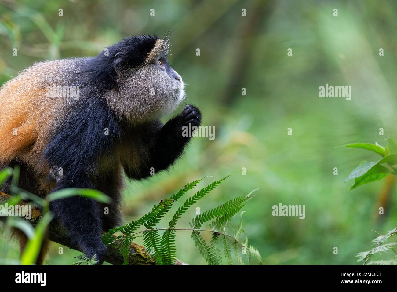 Rwanda, Volcanoes National Park. Golden Monkey (Cercopithecus kandti ...