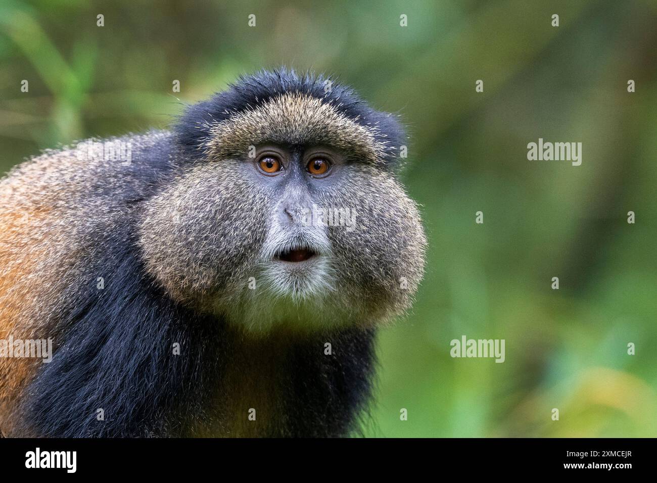 Rwanda, Volcanoes National Park. Golden Monkey (Cercopithecus kandti ...